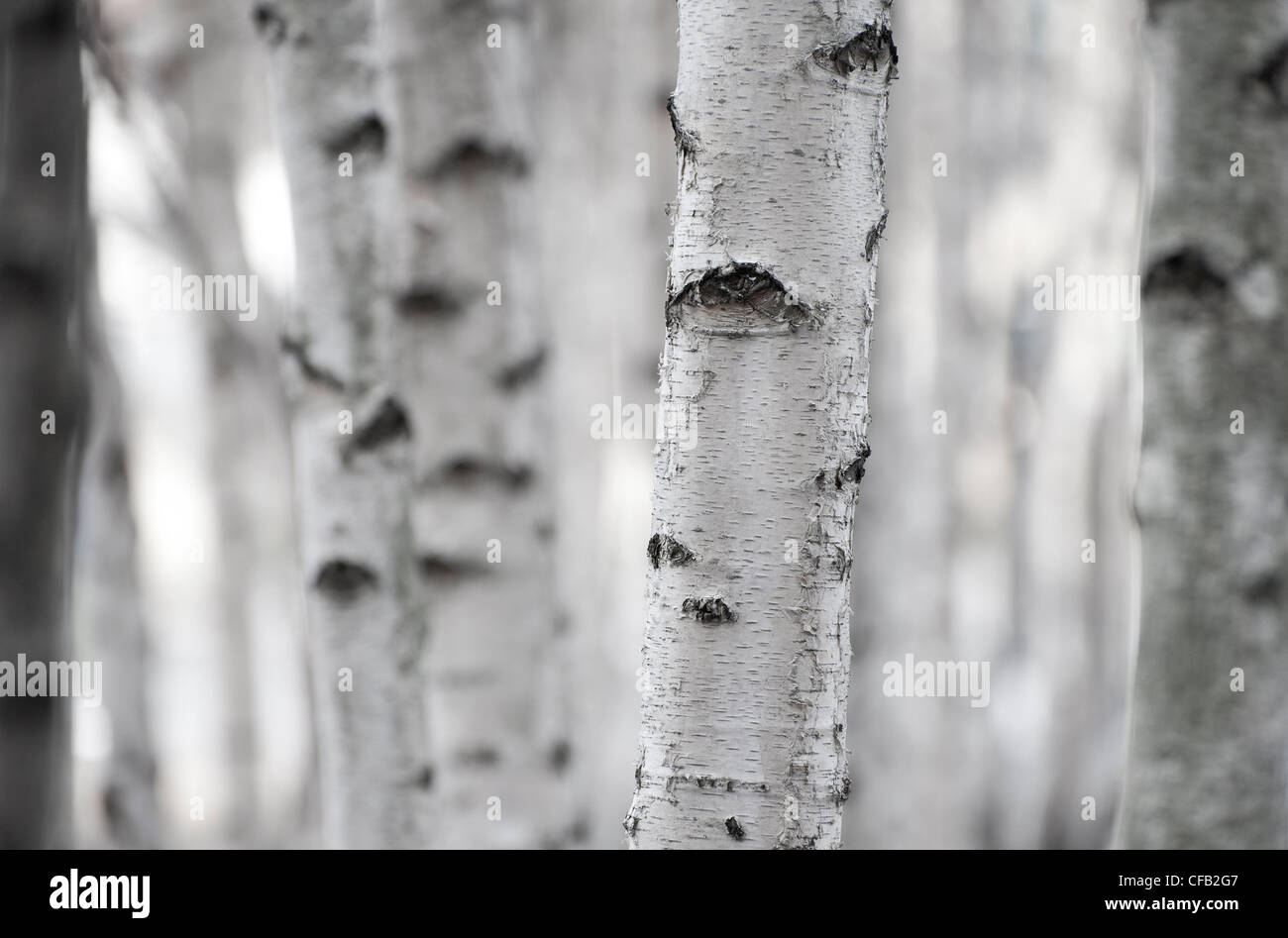 Silver Birch Trees Stock Photos & Silver Birch Trees Stock Images - Alamy