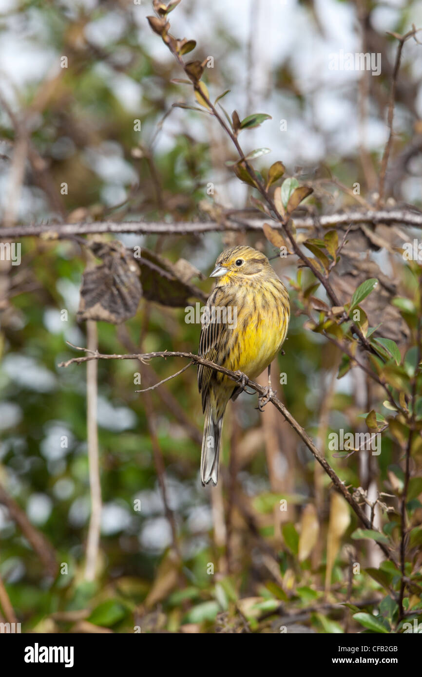 Yellowhammer female hi-res stock photography and images - Alamy