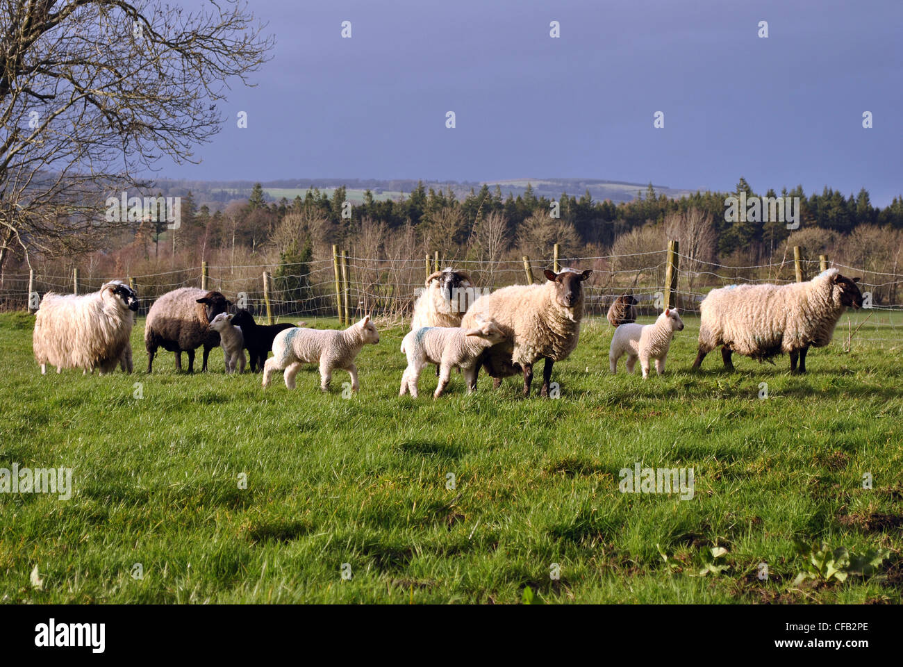herd of sheep and lambs in springtime in wicklow ireland Stock Photo ...