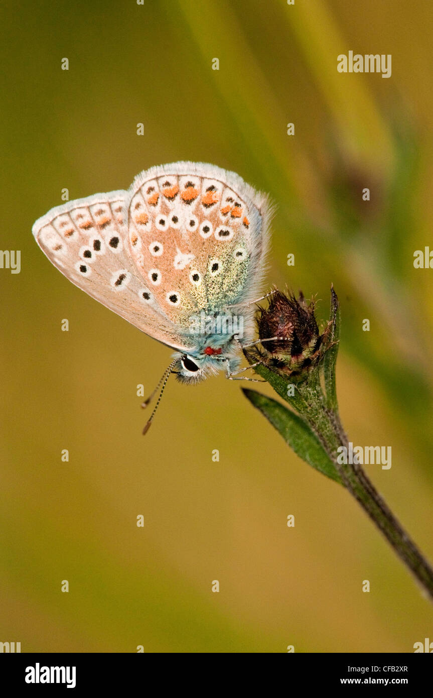 Common blue butterfly Stock Photo - Alamy