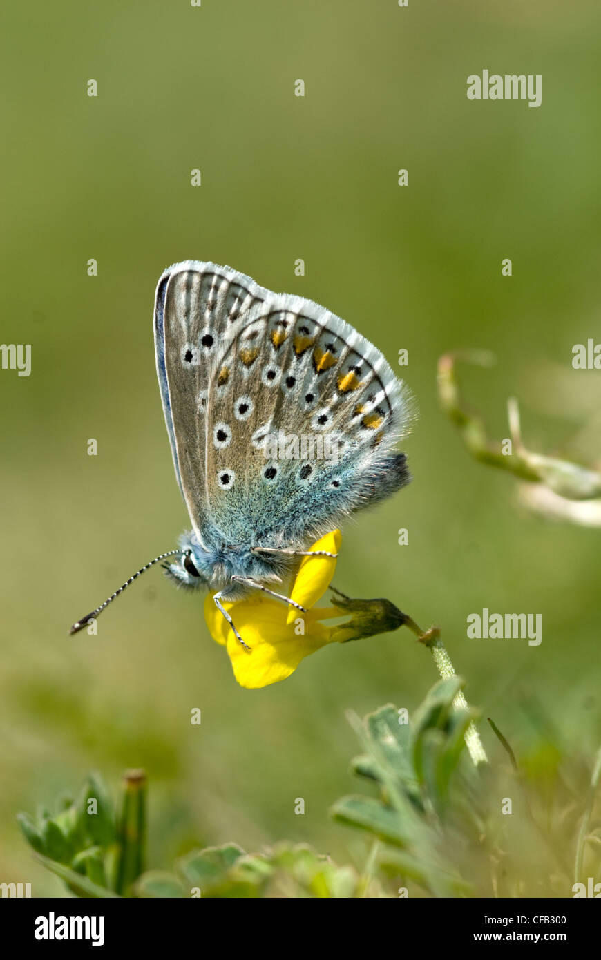 Common blue butterfly Stock Photo - Alamy