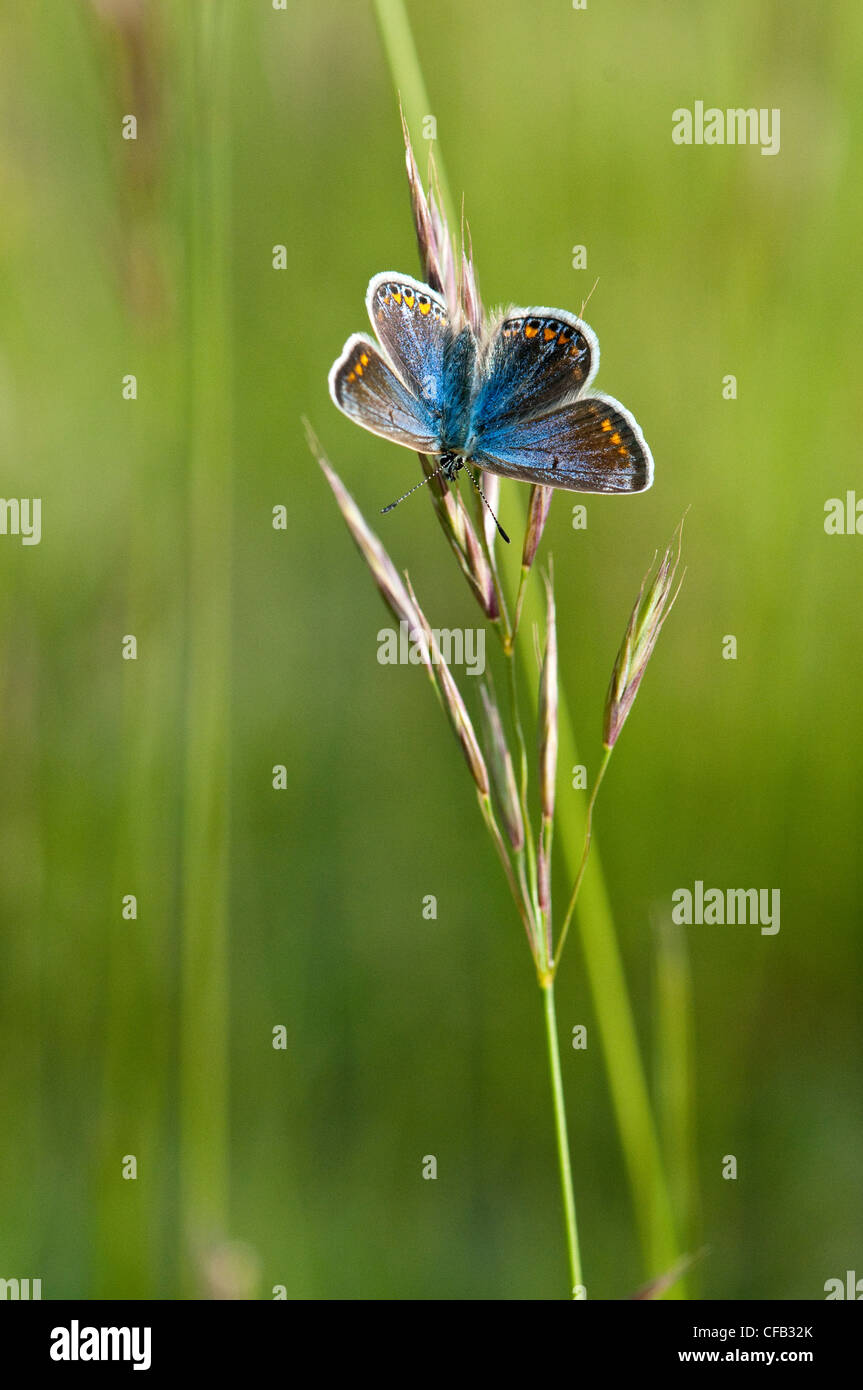 Common blue butterfly Stock Photo - Alamy