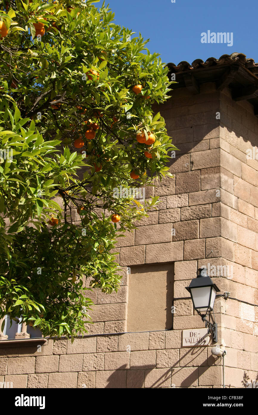 Orange tree, by street corner, Spain Stock Photo - Alamy