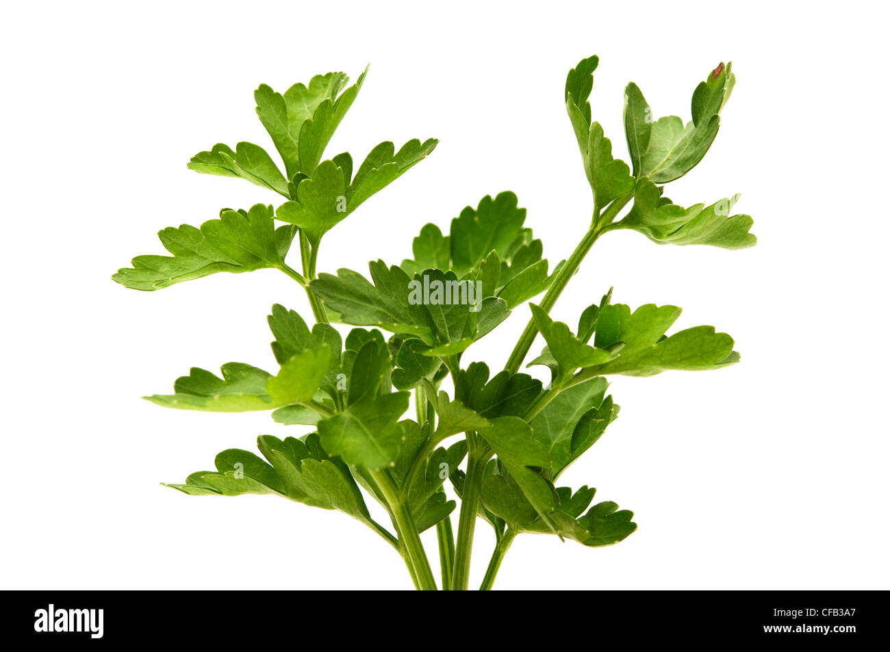 Flat Leaved Parsley High Resolution Stock Photography and Images - Alamy