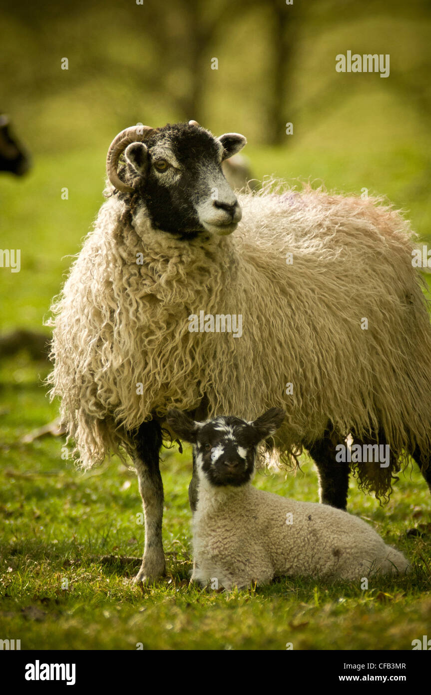 Swaledale ewe with lambs hi-res stock photography and images - Alamy