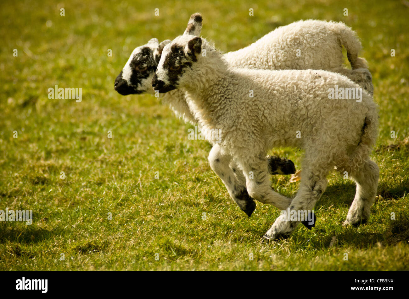 Lambs running in field hi-res stock photography and images - Alamy