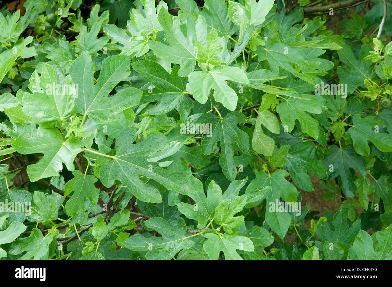 Tree fig hi-res stock photography and images - Alamy