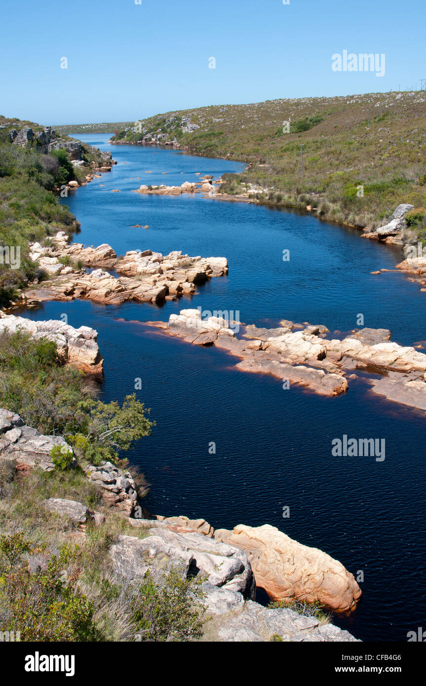 Palmiet hi-res stock photography and images - Alamy