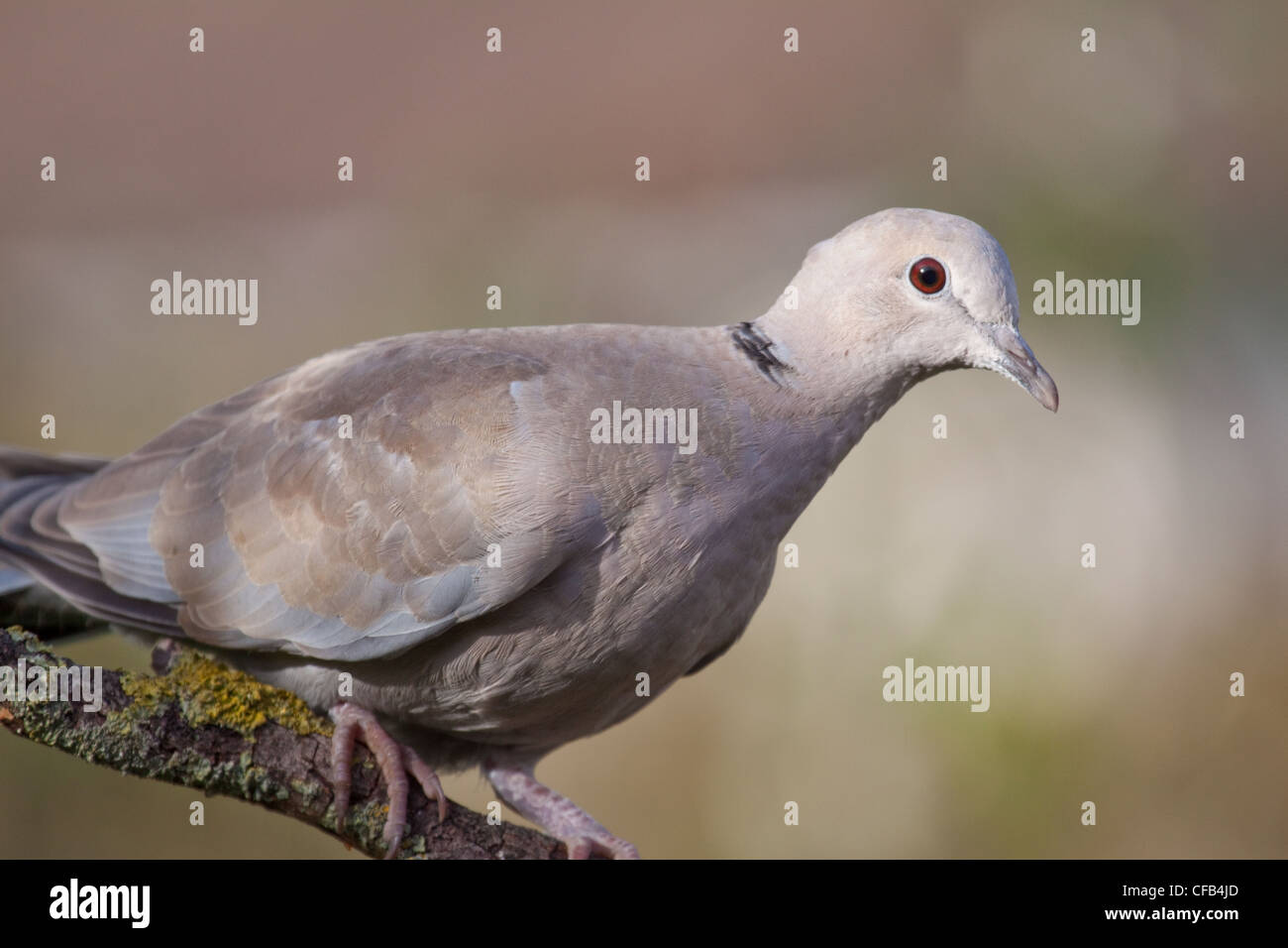 Collard Dove in close Stock Photo - Alamy