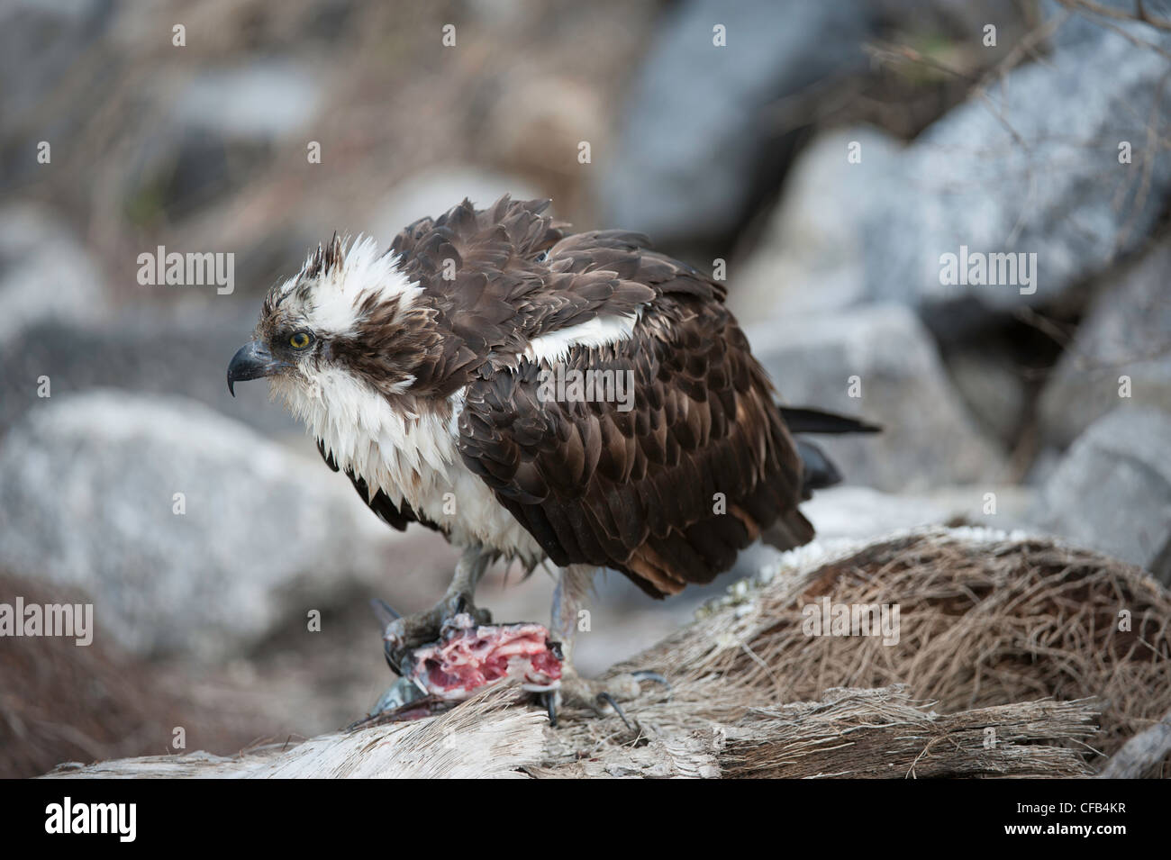 Fish eating raptor hi-res stock photography and images - Alamy