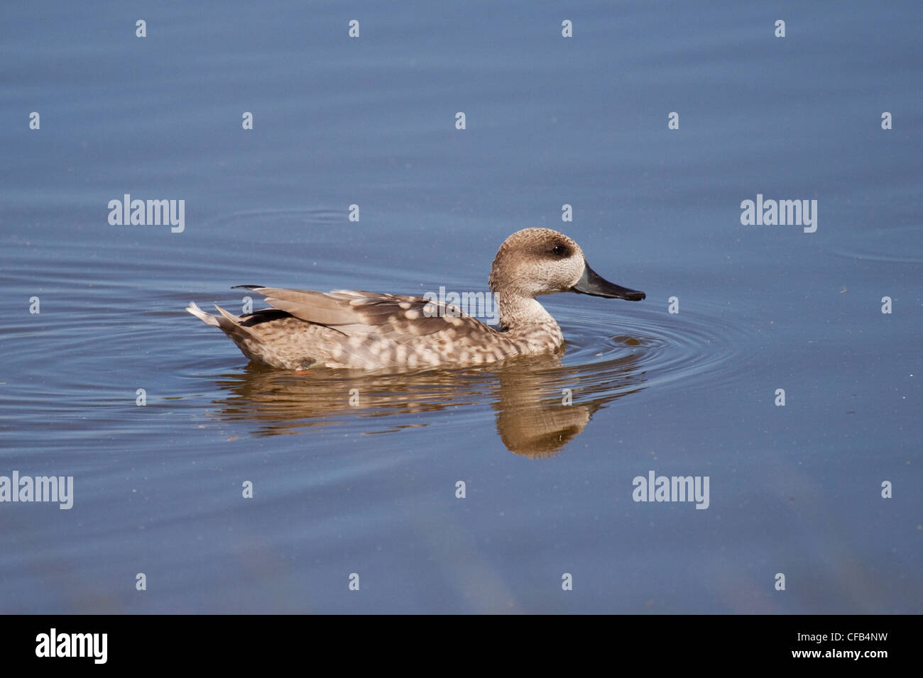 Marbled Teal with reflection in evening sunlight Stock Photo - Alamy