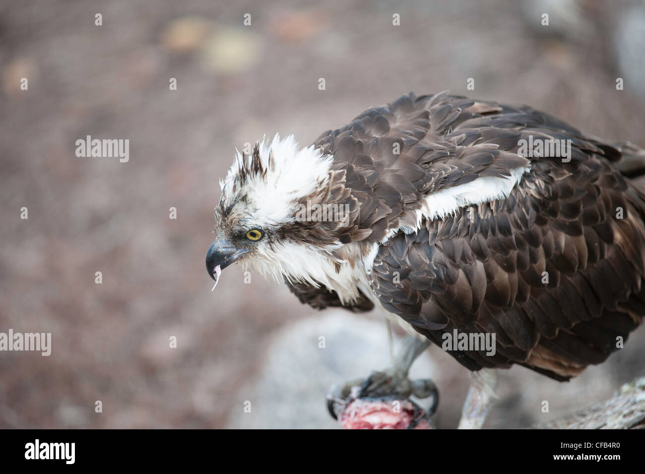 Fish eating raptor hi-res stock photography and images - Alamy