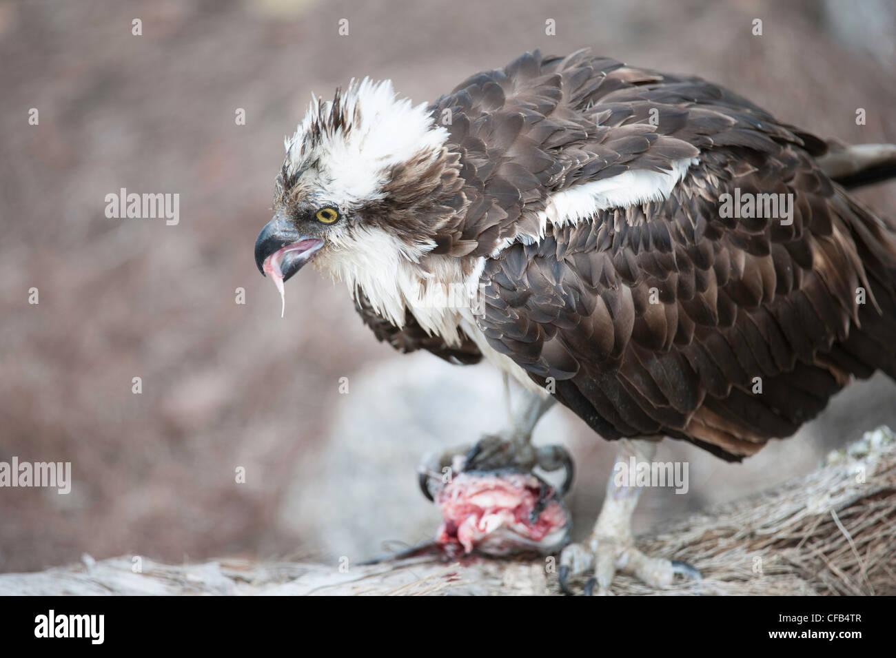 osprey eating fish Stock Photo - Alamy