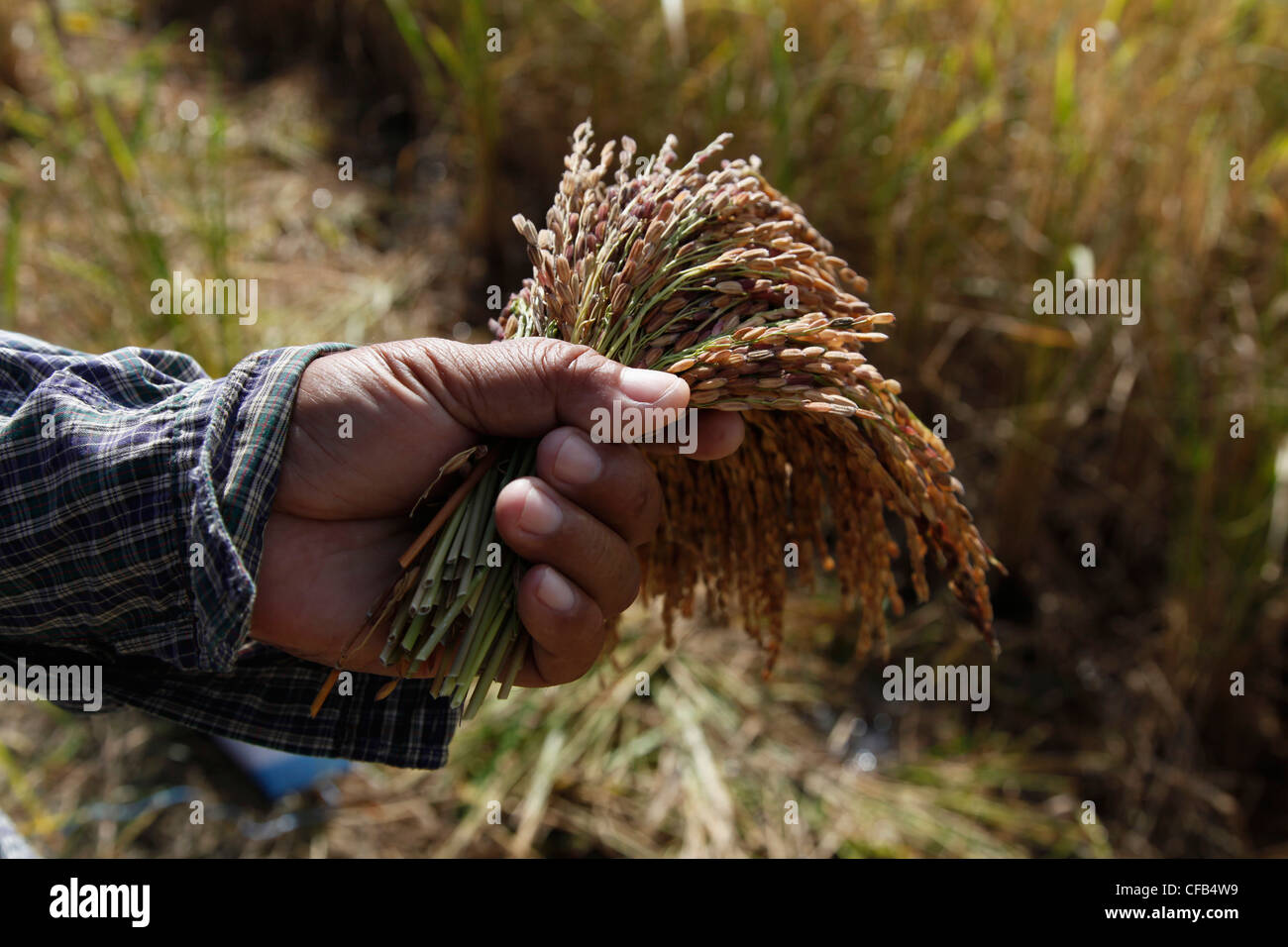 Farmer holding rice picked from the paddy fields in Borneo, Malaysia ...