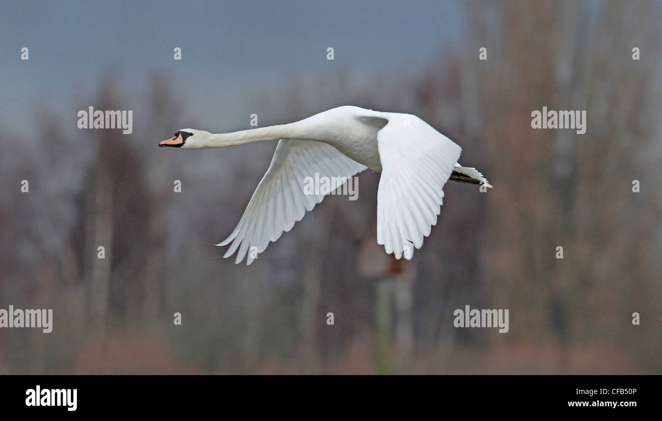 Black swan bird flying hi-res stock photography and images - Alamy