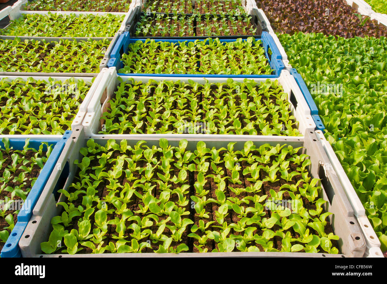 Europe, field, field cultivation, garden, vegetables, agriculture ...