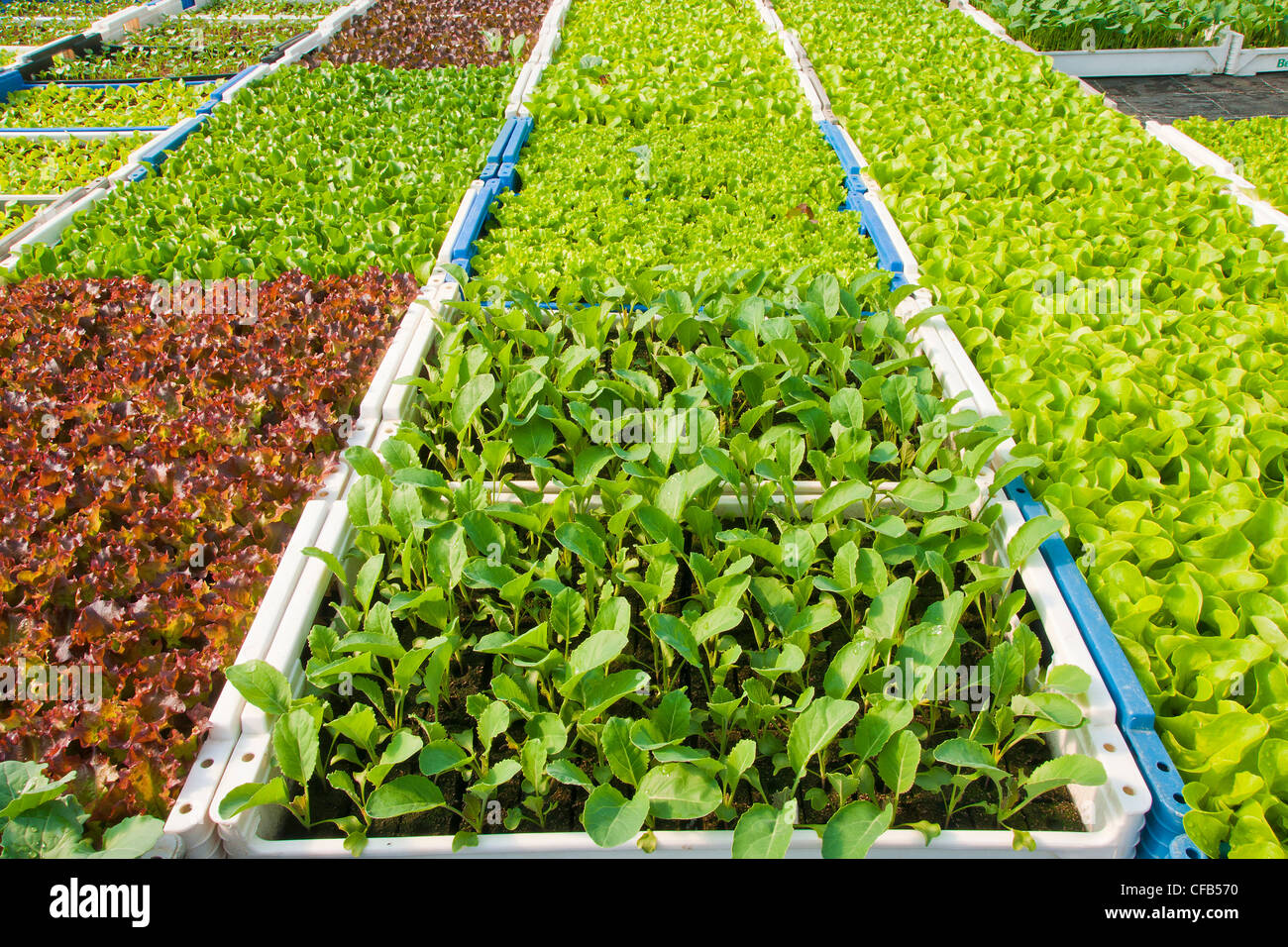 Europe, field, field cultivation, garden, vegetables, agriculture ...