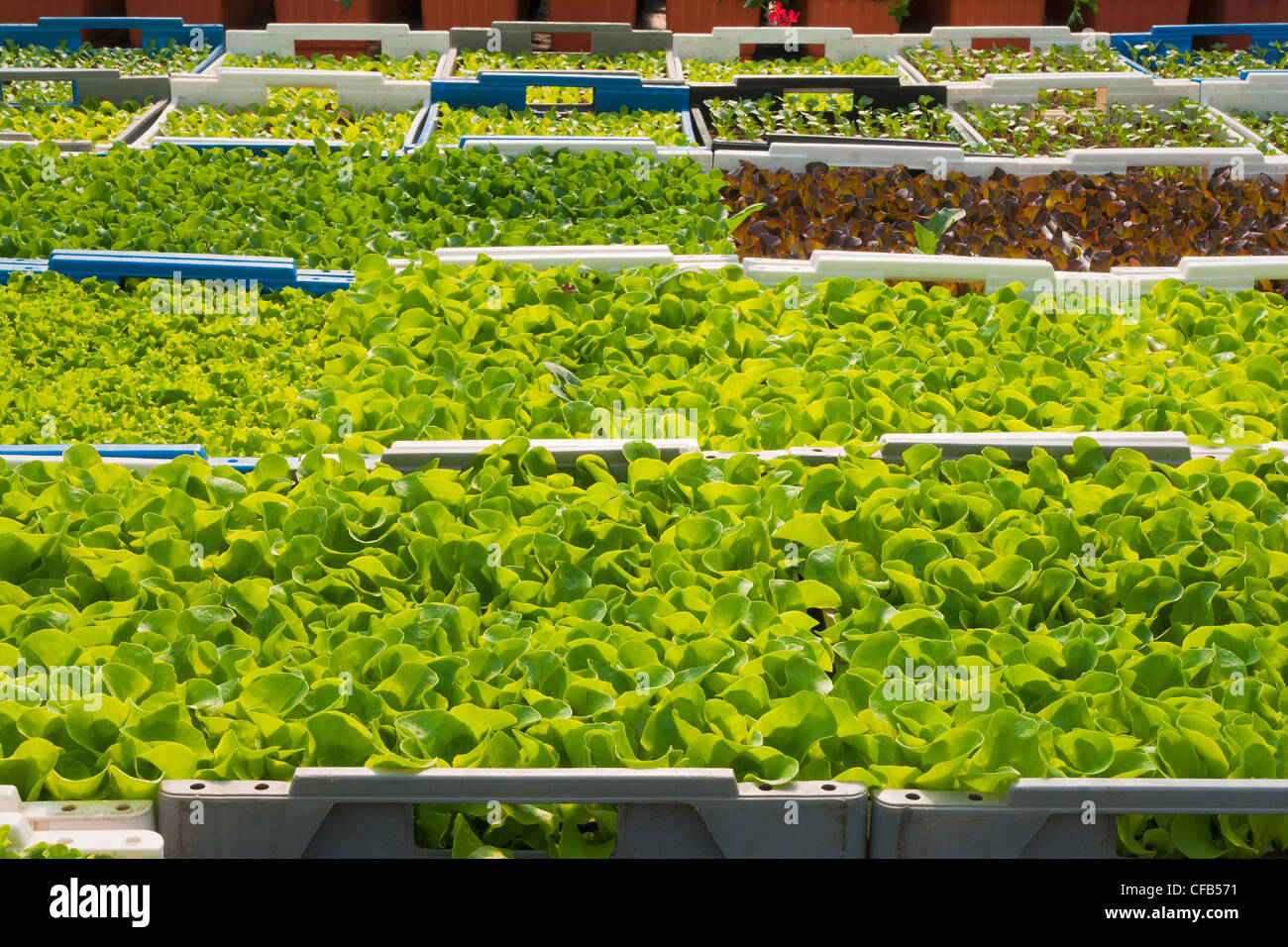 Europe, field, field cultivation, garden, vegetables, agriculture ...