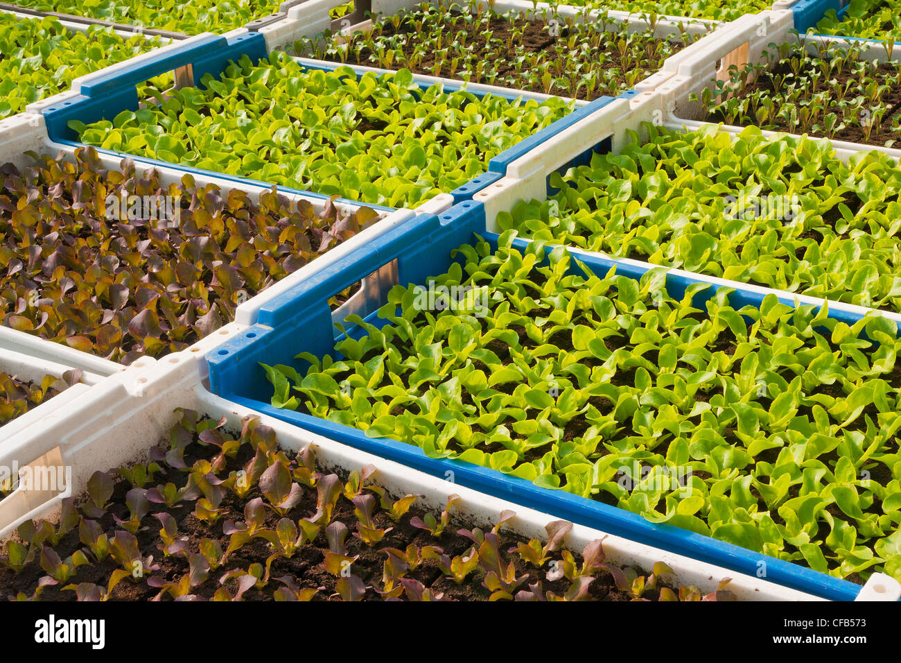 Europe, field, field cultivation, garden, vegetables, agriculture ...