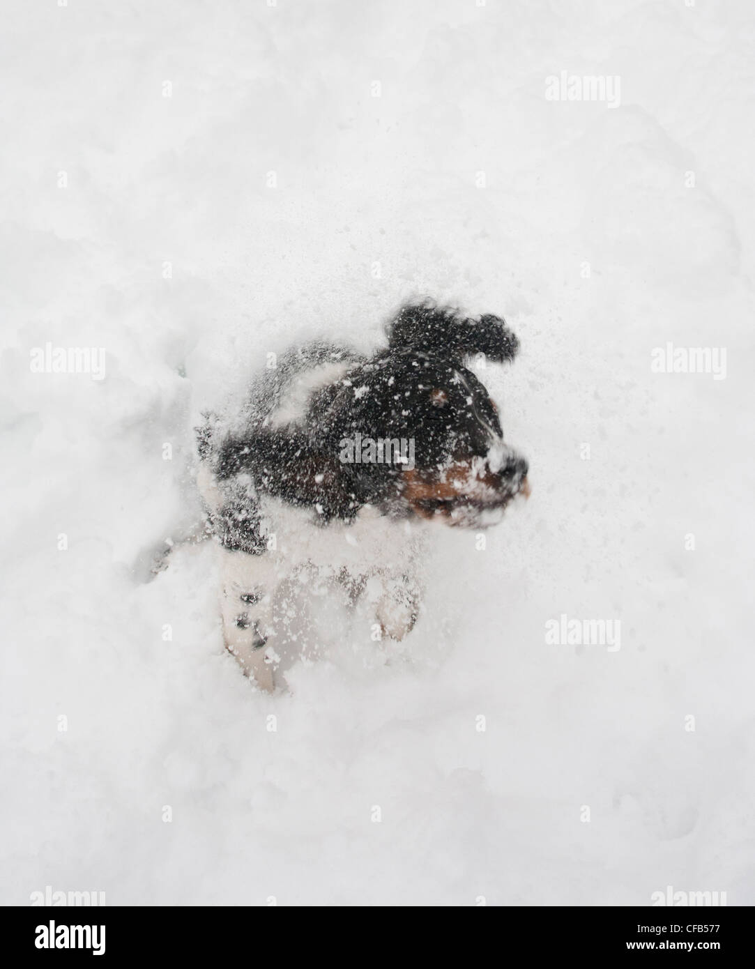 Puppys first experience of snow hi-res stock photography and images - Alamy