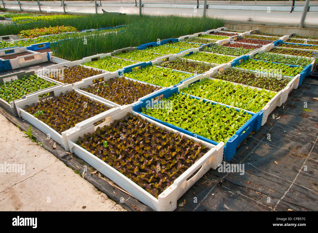 Europe, field, field cultivation, garden, vegetables, agriculture ...