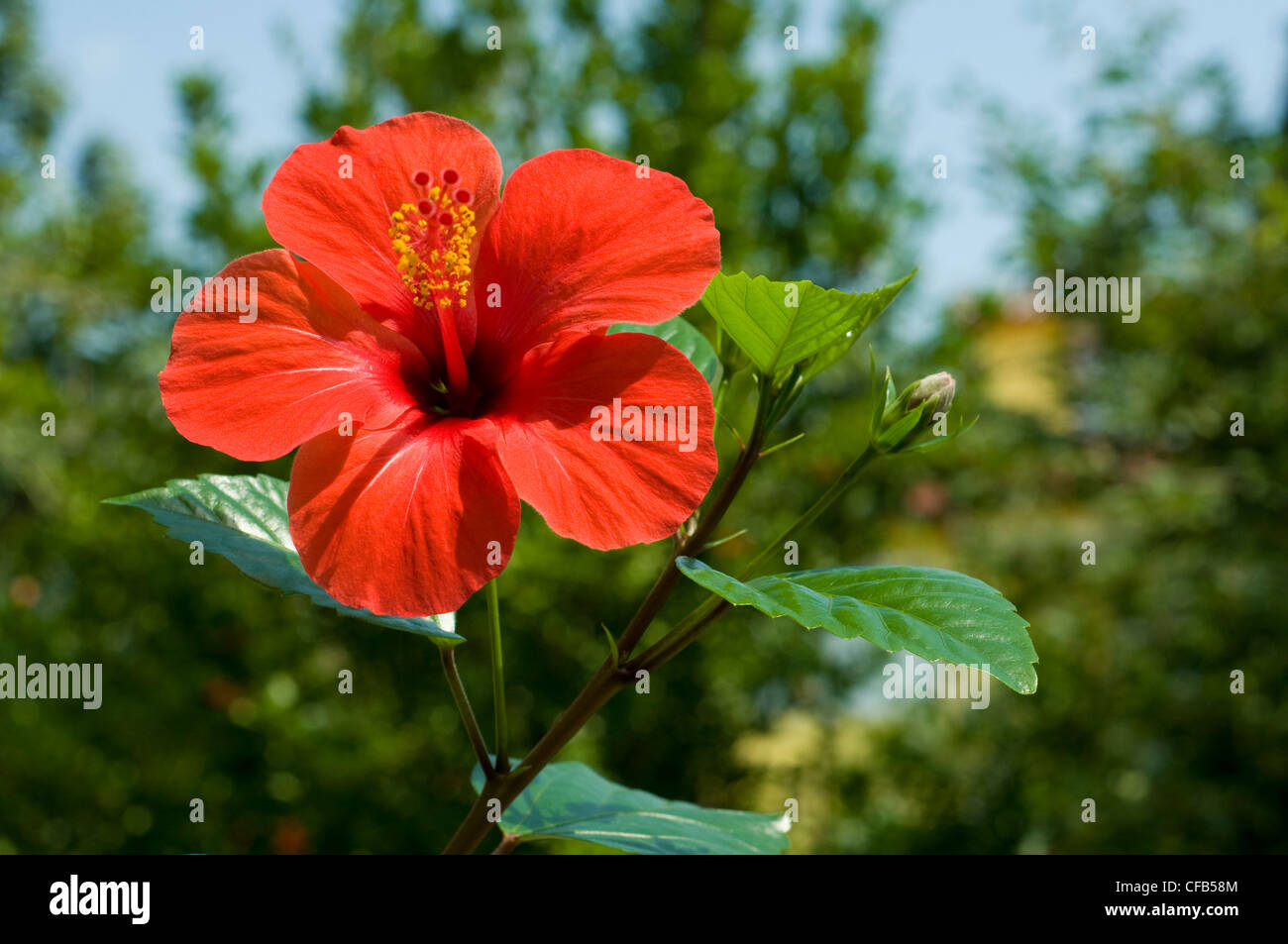 Caribbean red flower hi-res stock photography and images - Alamy