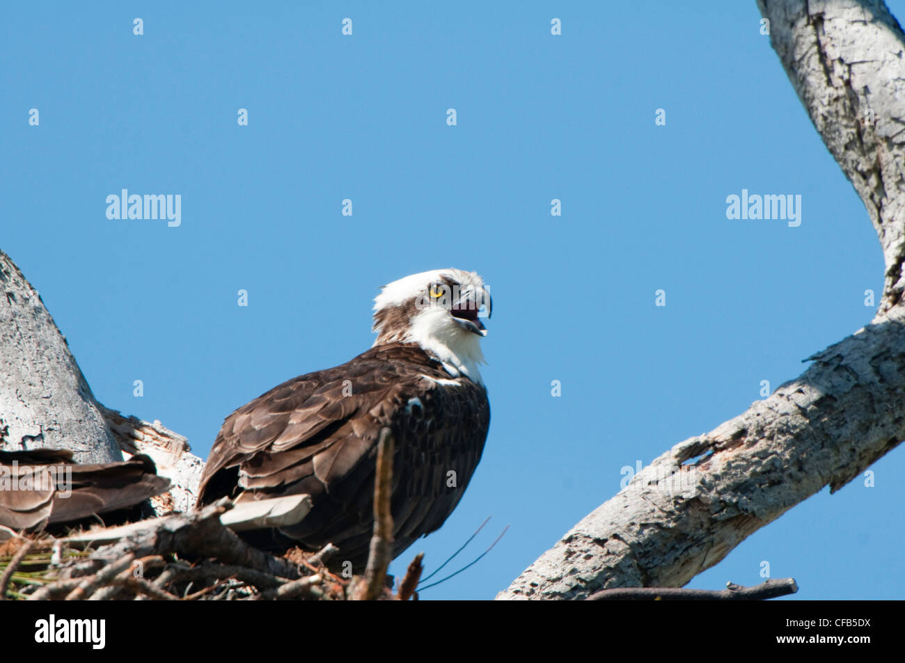 osprey in florida Stock Photo - Alamy