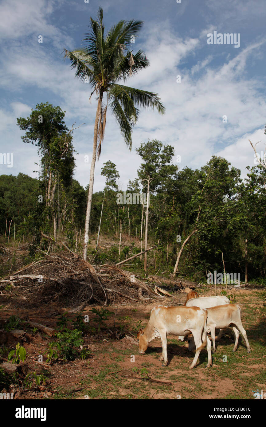 Cattle in rainforest destroyed by deforestation due to logging to plant ...