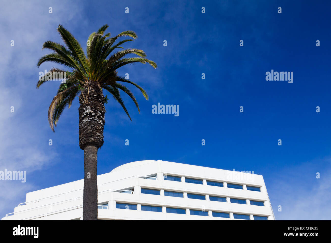 Palm tree and white office building against blue sky background Stock ...