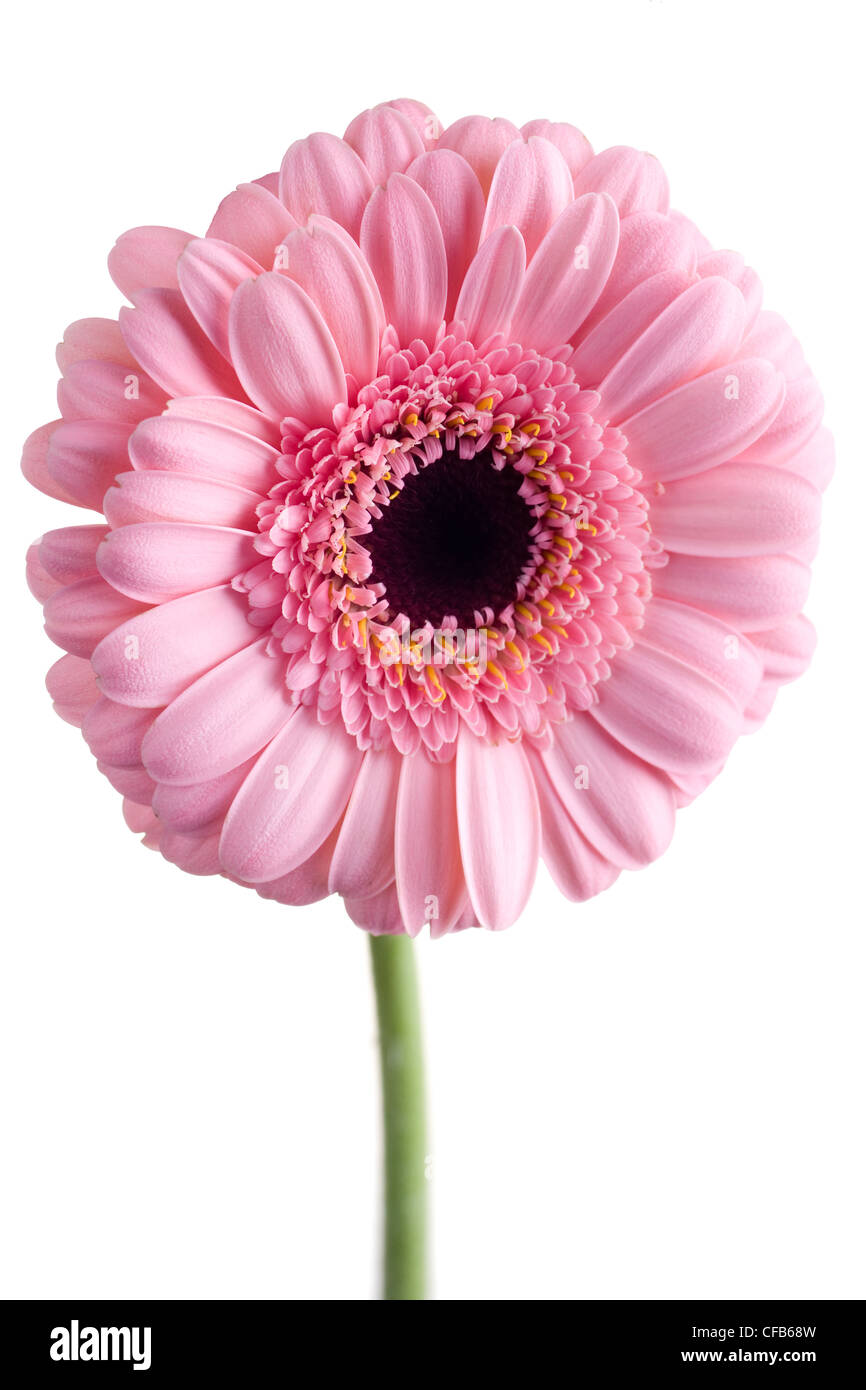 Gerber hi-res stock photography and images - Alamy