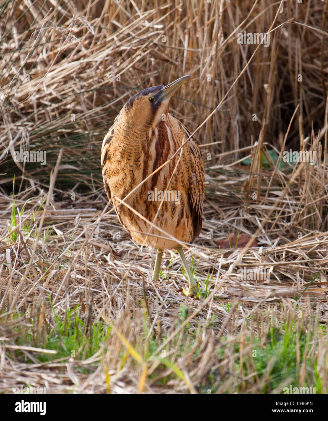 Bittern botaurus stellaris standing in hi-res stock photography and ...