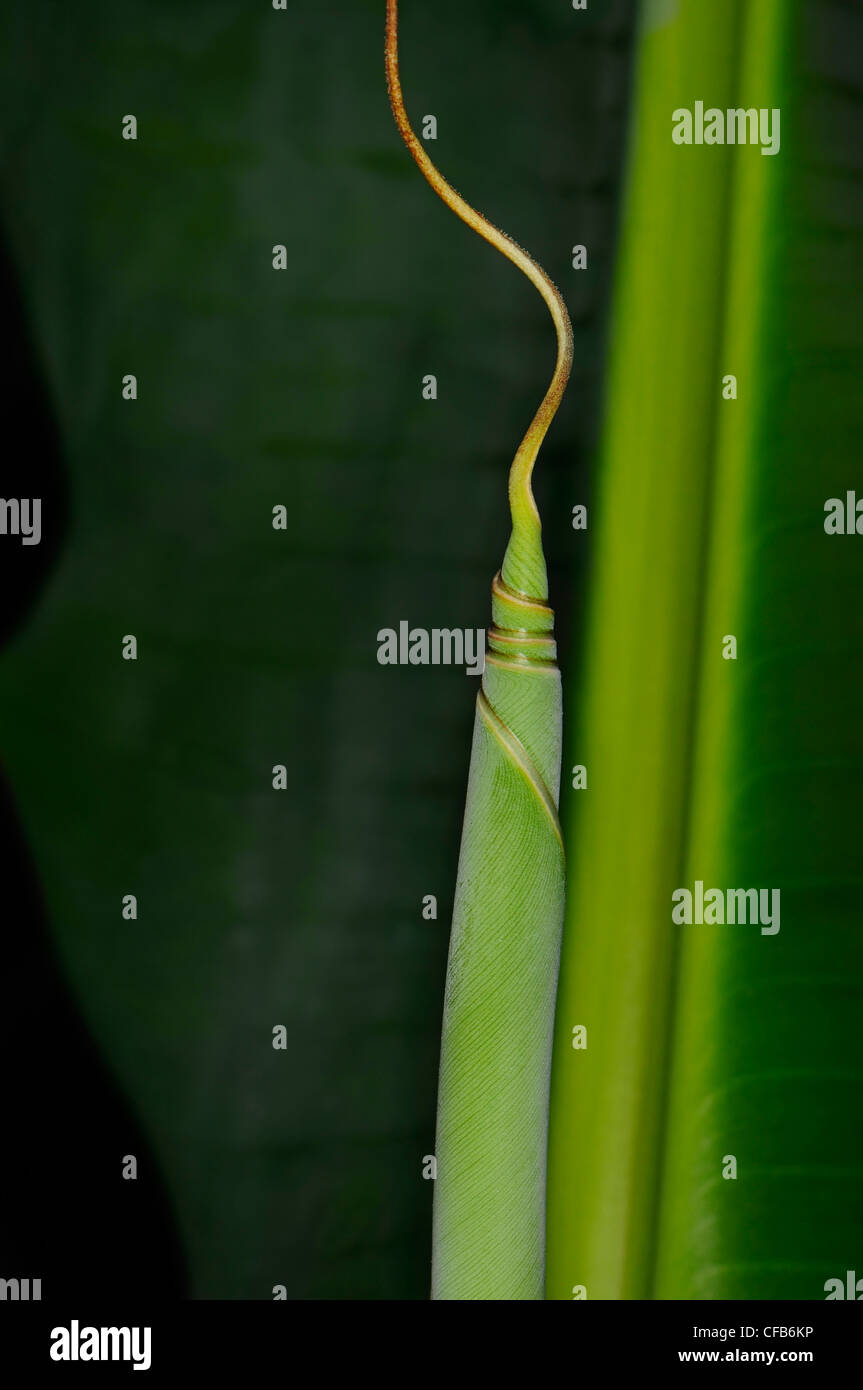 Abstract banana leaf stem detail hi-res stock photography and images ...