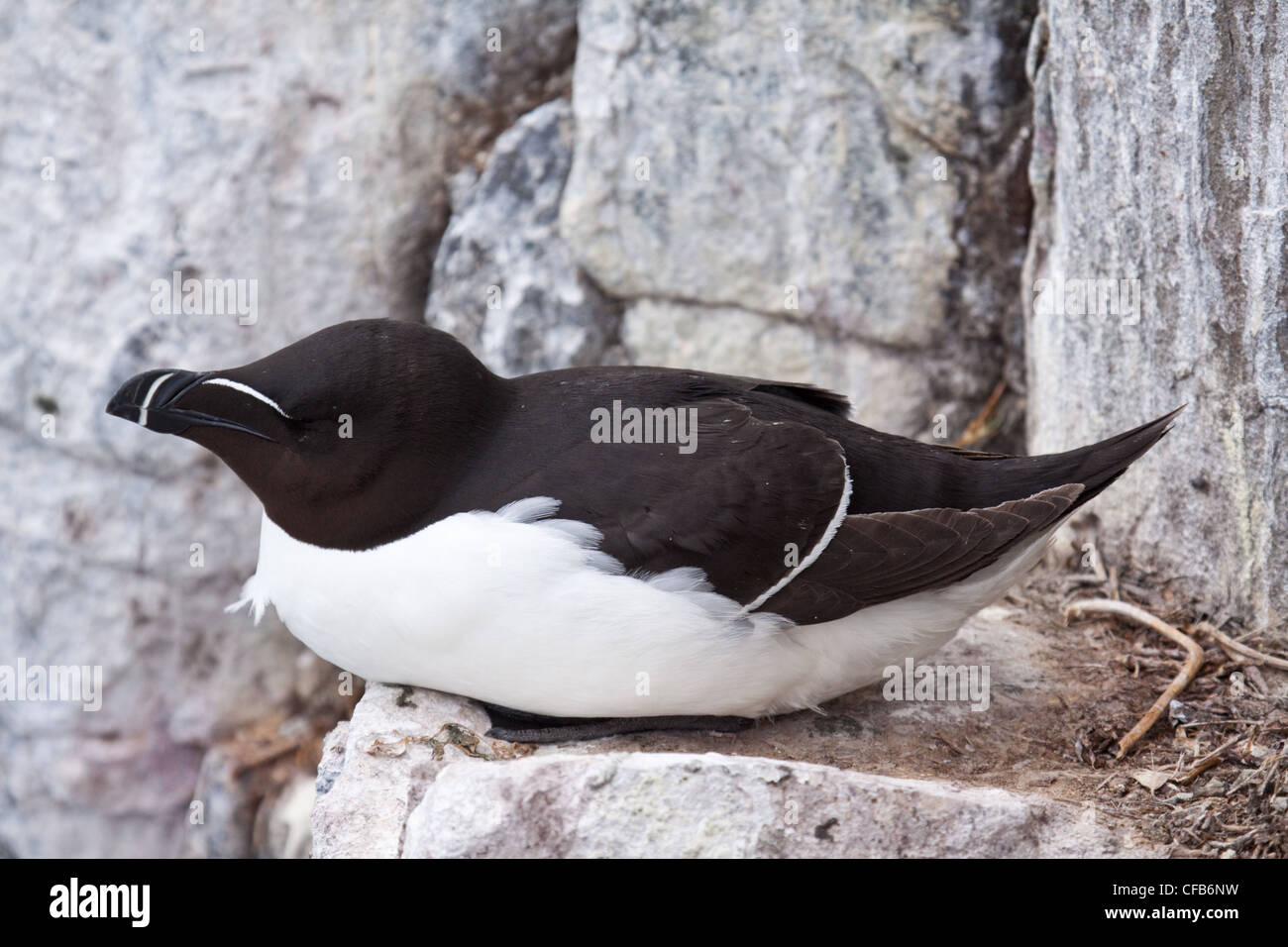 Razorbill on cliff ledge Stock Photo - Alamy