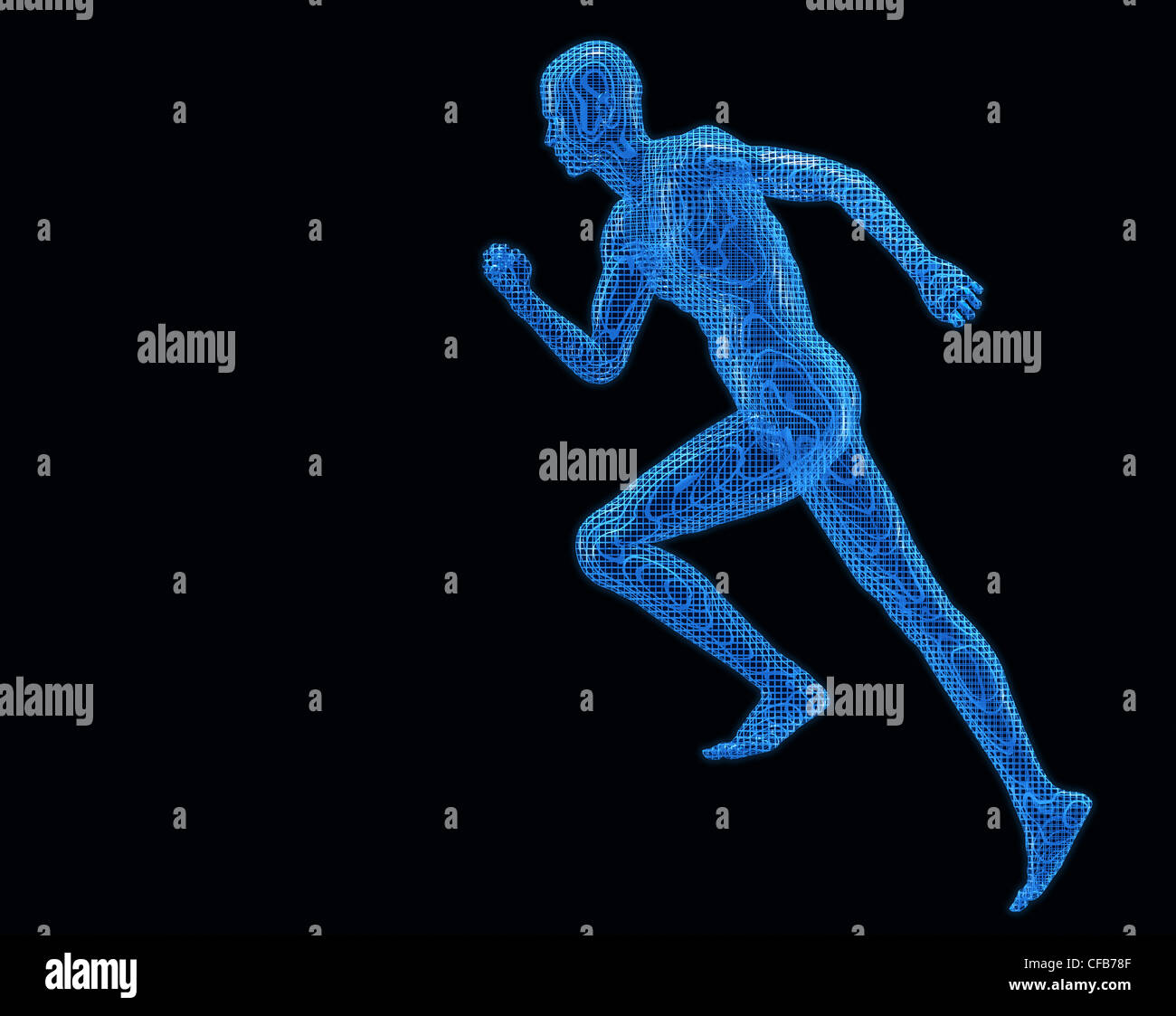 Human anatomy running muscles hi-res stock photography and images - Alamy