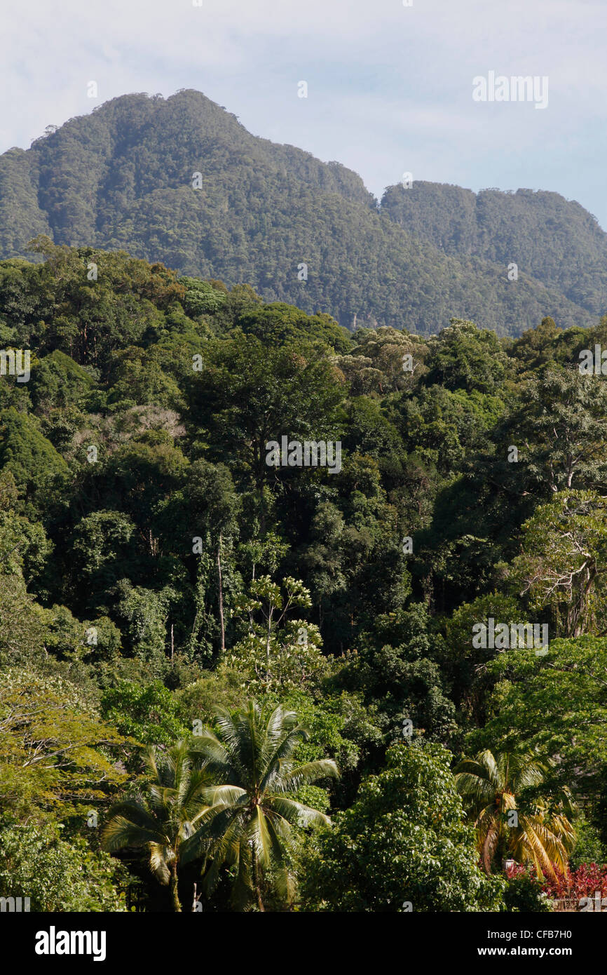 Primary rainforest in Borneo, Malaysia Stock Photo - Alamy