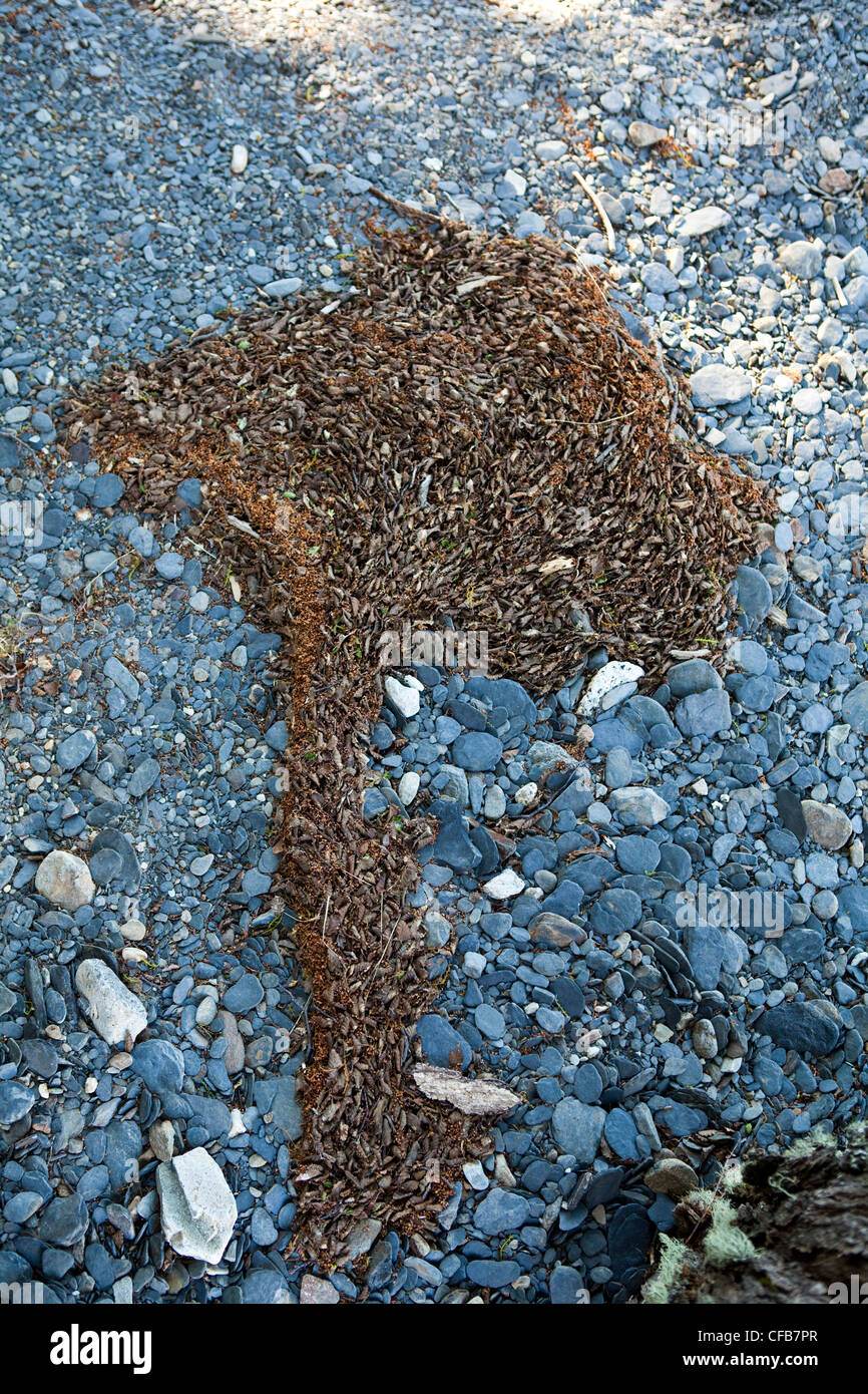 South America, Patagonia, Argentina, mountain, stones, brook bed ...