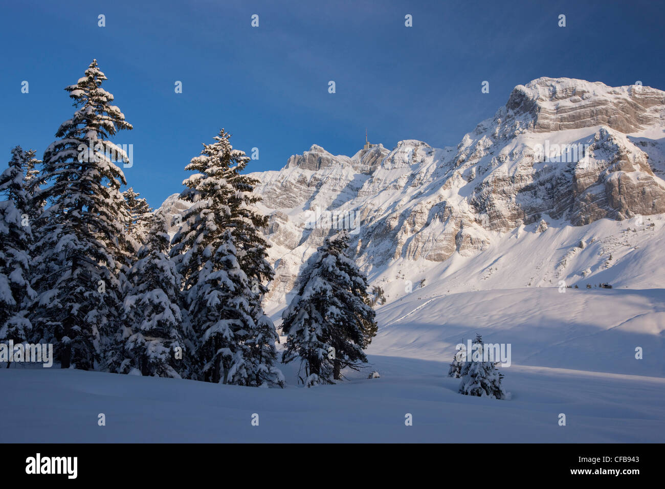 Tree, trees, mountain, mountains, winter, snow, Appenzell, Appenzell ...