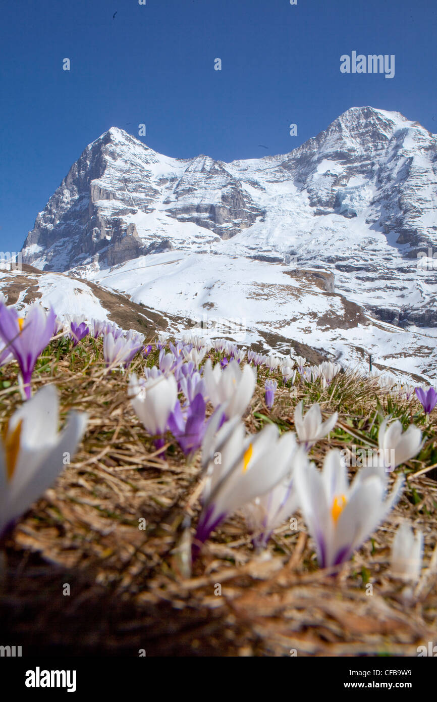 Mountain, mountains, flower, flowers, canton Bern, Bernese Alps ...