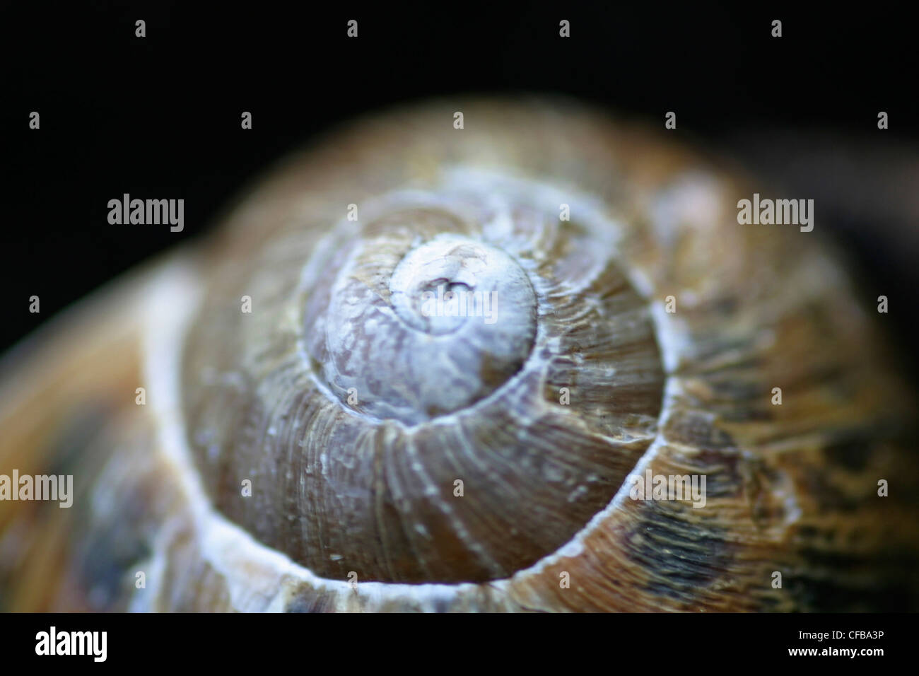 Close up of snail shell's spiral Stock Photo - Alamy