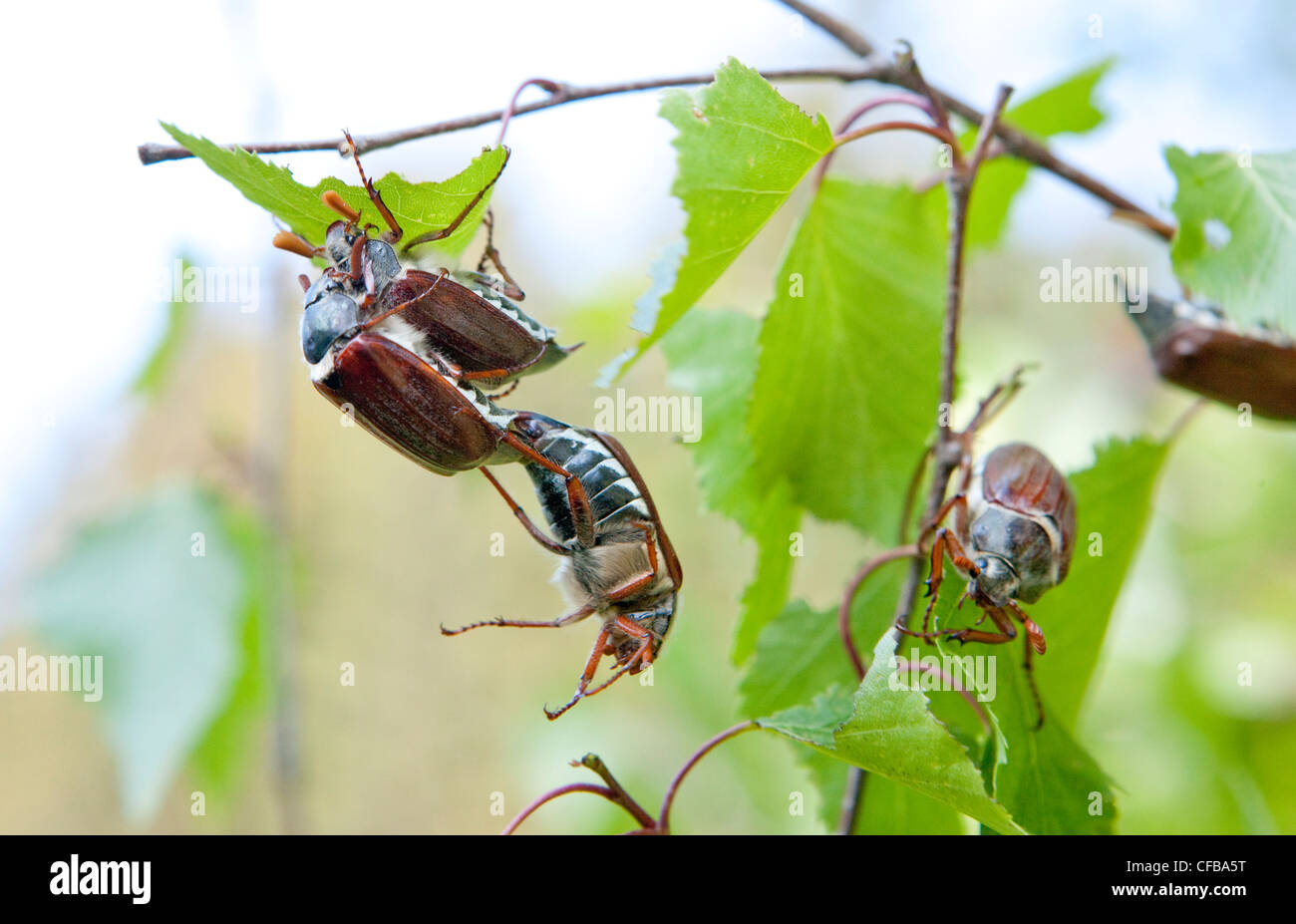Flower, flowers, animals, animal, cockchafer, maybug, insects, beetles ...