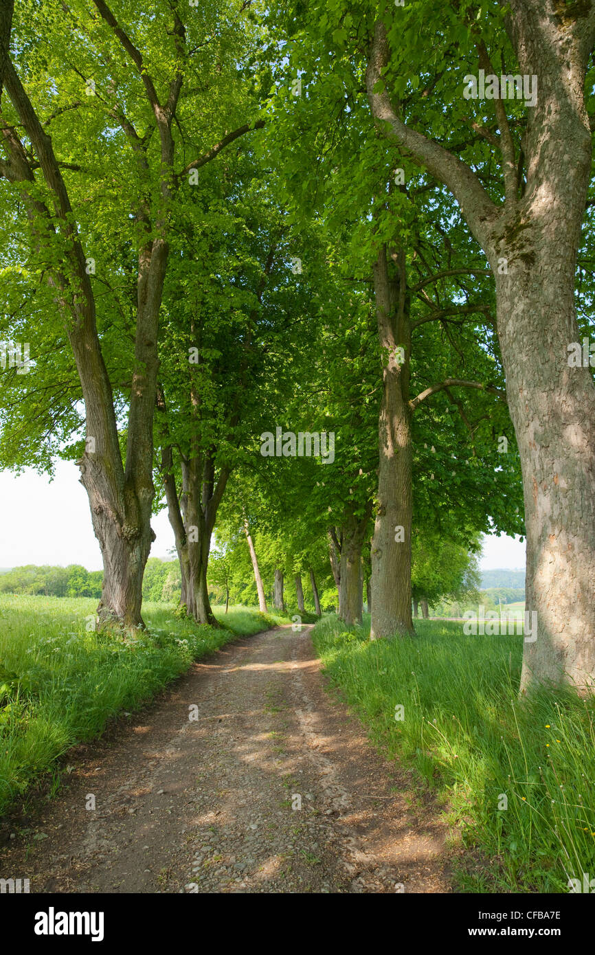 Trees by street hi-res stock photography and images - Alamy