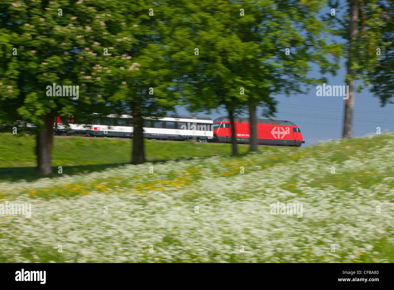 Road, Railway, train, railroad, tree, trees, Switzerland Stock Photo ...