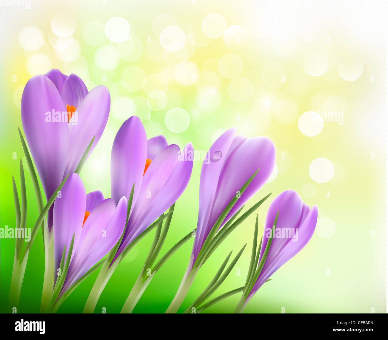 Colorful background with crocus Stock Photo - Alamy