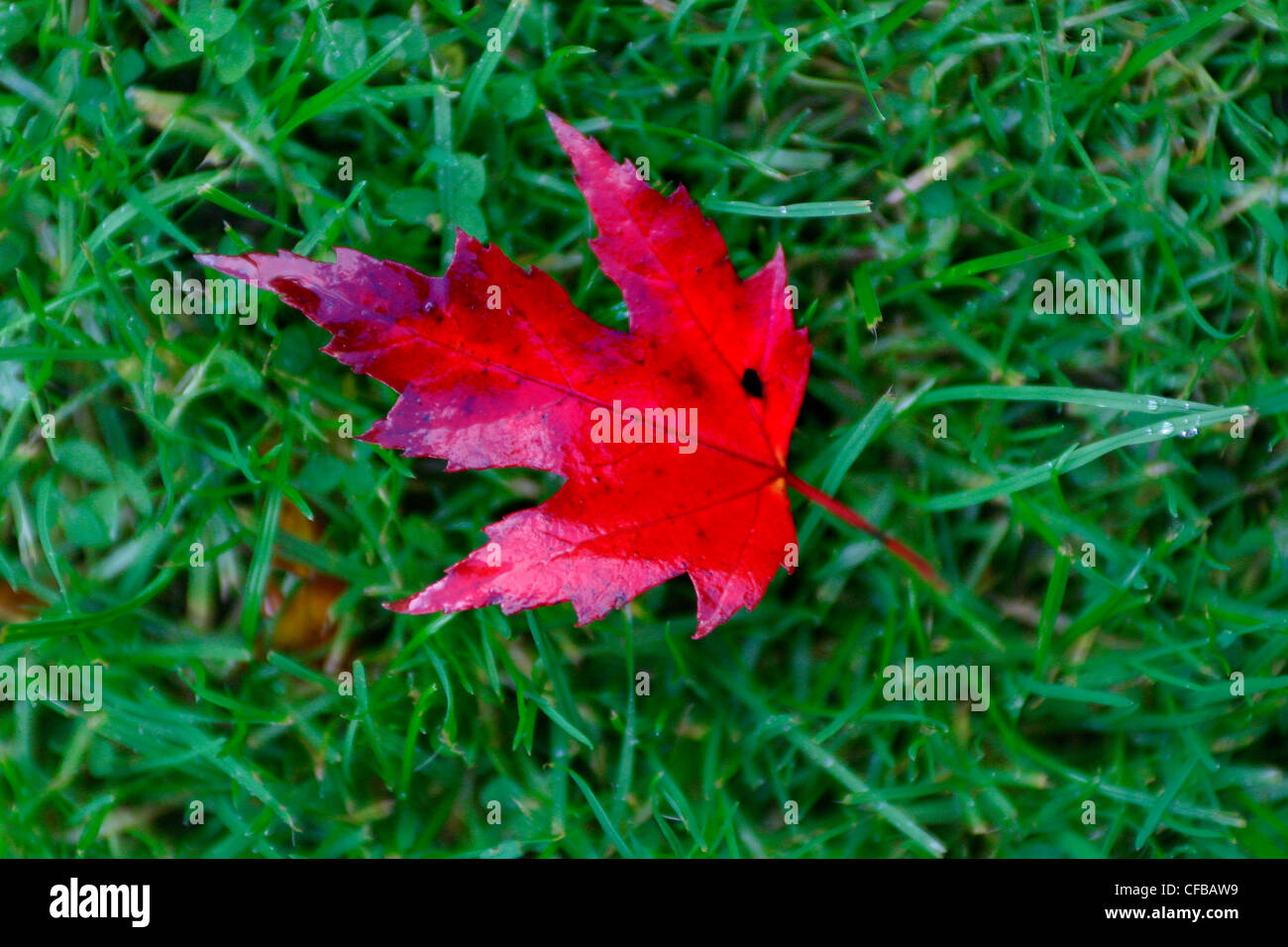 Red leaf shapes hi-res stock photography and images - Alamy