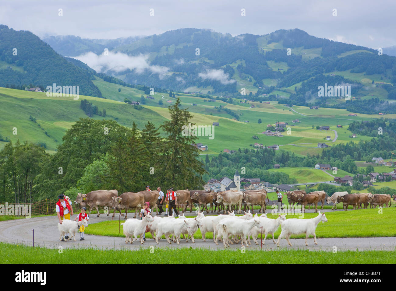 Tradition, folklore, national costumes, cow, cows, agriculture, animals ...