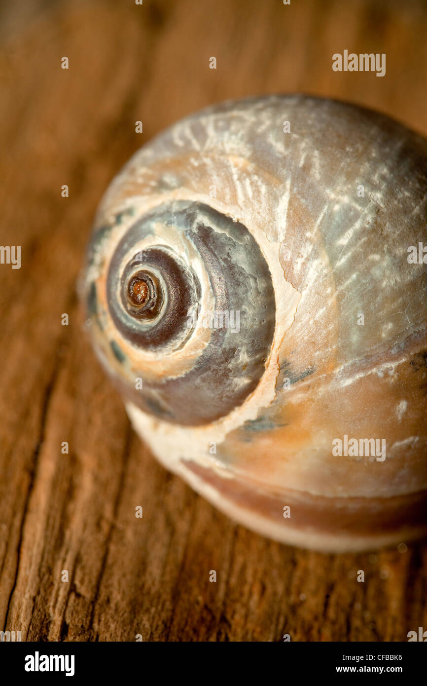 moon shell, sand, beach, shadow, pattern, seashell, blue, gray, nature ...