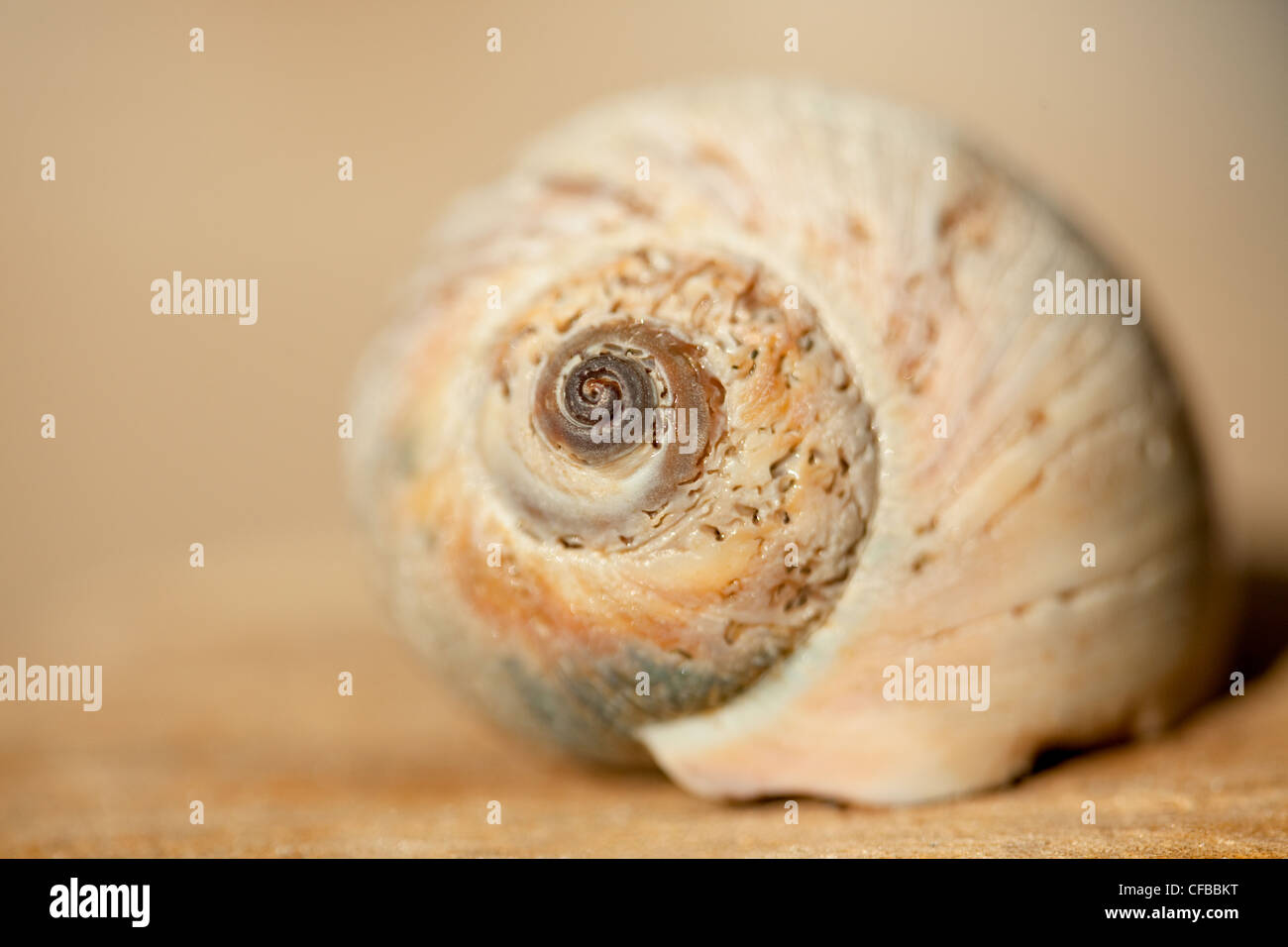 moon shell, sand, beach, shadow, pattern, seashell, blue, gray, nature ...