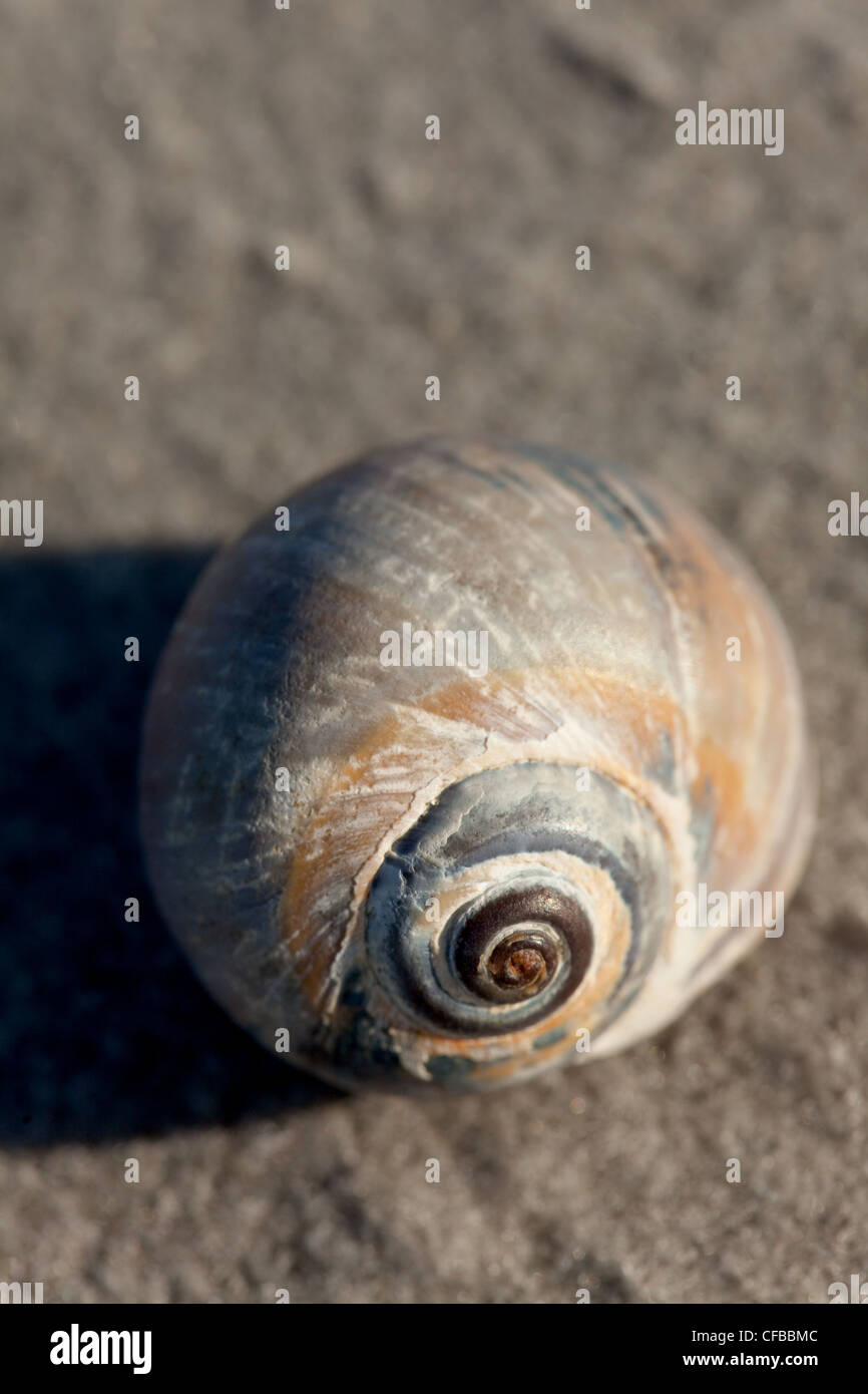moon shell, sand, beach, shadow, pattern, seashell, blue, gray, nature ...