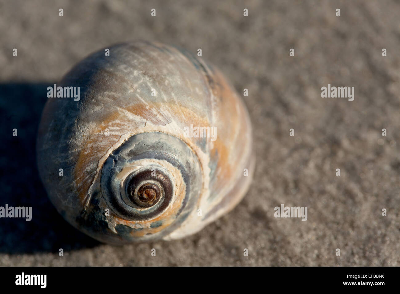moon shell, sand, beach, shadow, pattern, seashell, blue, gray, nature ...