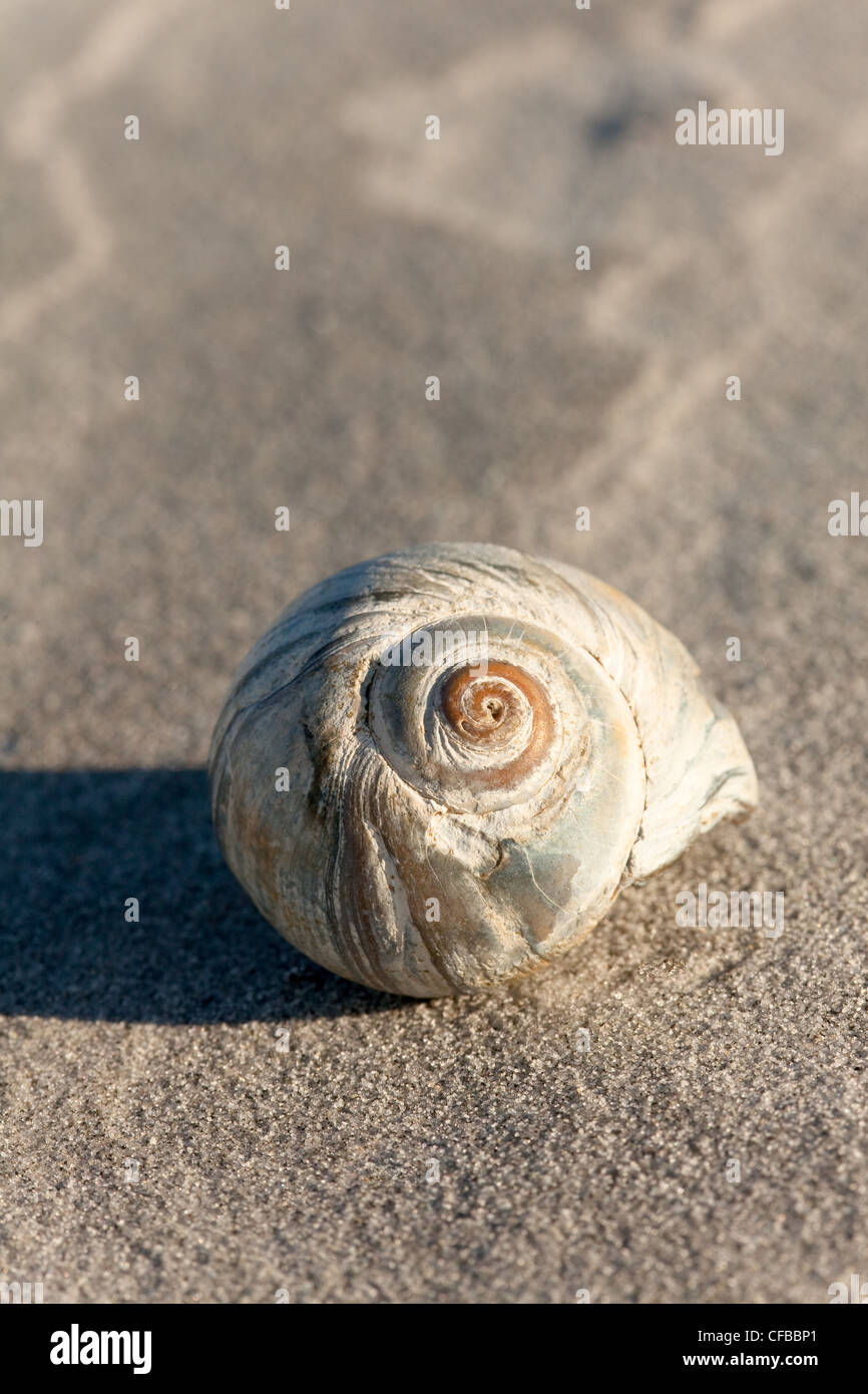 moon shell, sand, beach, shadow, pattern, seashell, blue, gray, nature ...